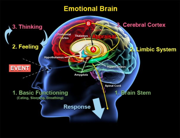 Emotional Abuse PostsEmotional Abuse – and the Brain.